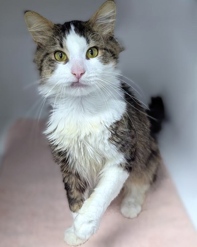 Rick - Male Domestic Medium Hair (DMH) Cat in NSW - PetRescue