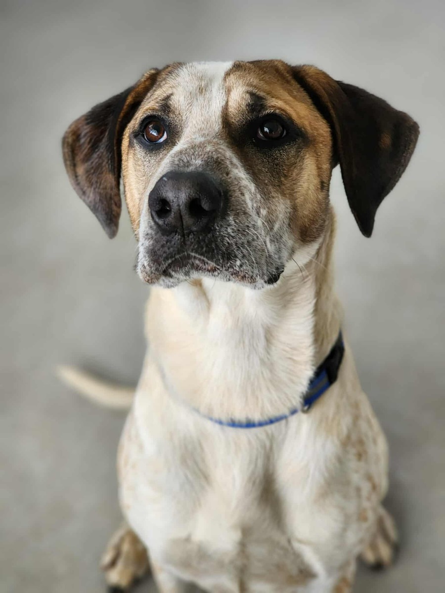 🎪 Moxley 6300 🎪 - Medium Male German Shorthaired Pointer x Australian ...