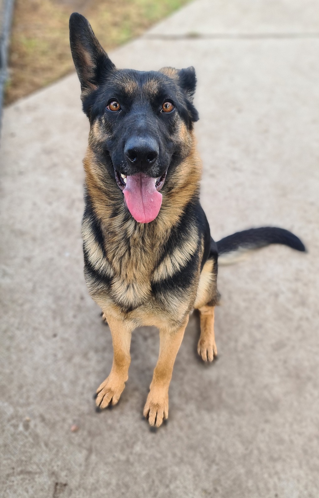Mimi - Large Female German Shepherd Mix Dog in VIC - PetRescue