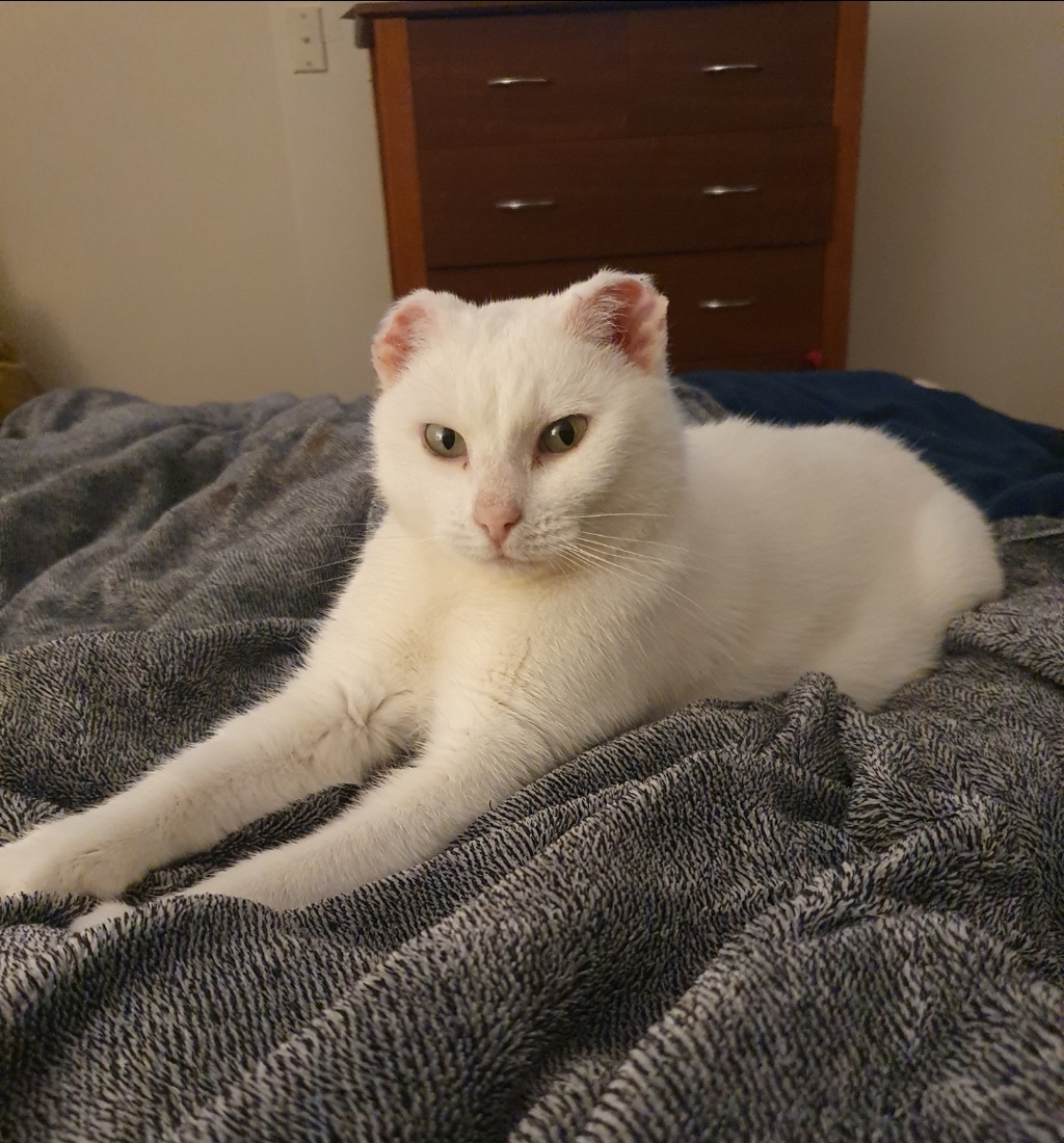 Pebbles - Female Domestic Short Hair Cat in VIC - PetRescue