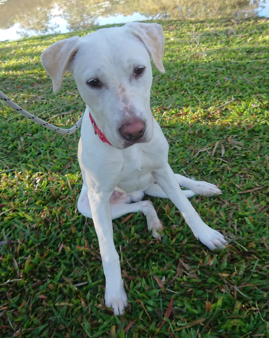 Ozzie - Large Male Labrador Retriever Mix Dog in QLD - PetRescue