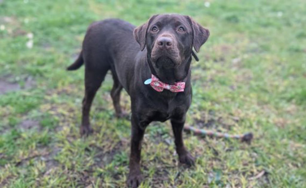 Ruby - Large Female Labrador Mix Dog in VIC - PetRescue