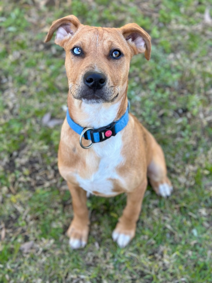 Honey - Large Female Mastiff x Australian Cattle Dog Dog in NSW - PetRescue