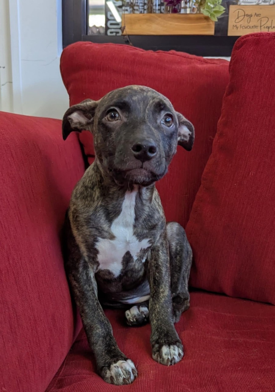 Ari - Medium Female American Staffordshire Terrier Mix Dog in NSW - PetRescue