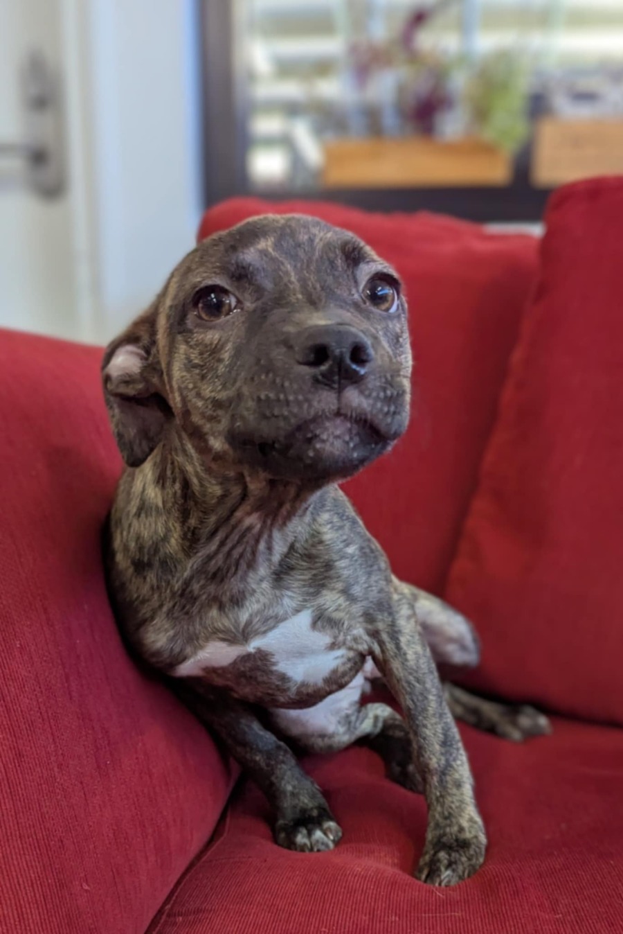 Autumn - Medium Female American Staffordshire Terrier Mix Dog in NSW - PetRescue