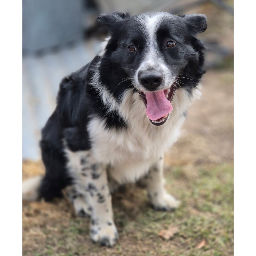 Coby - Medium Male Border Collie Dog in QLD - PetRescue