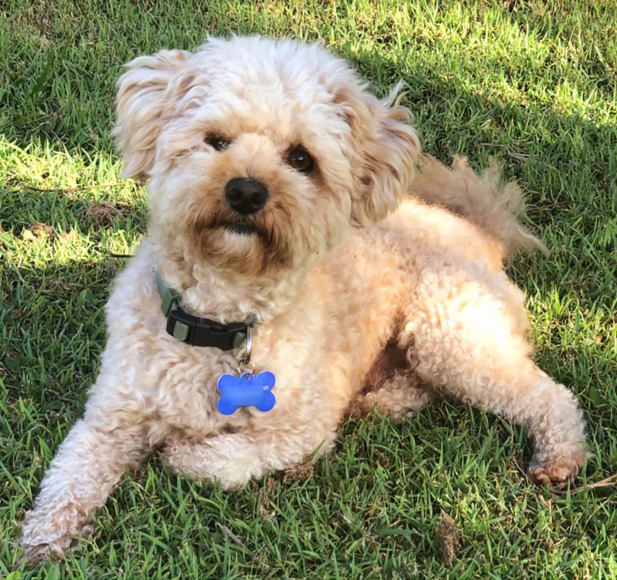 Benji - Small Male Maltese x Poodle (Toy) Dog in QLD - PetRescue