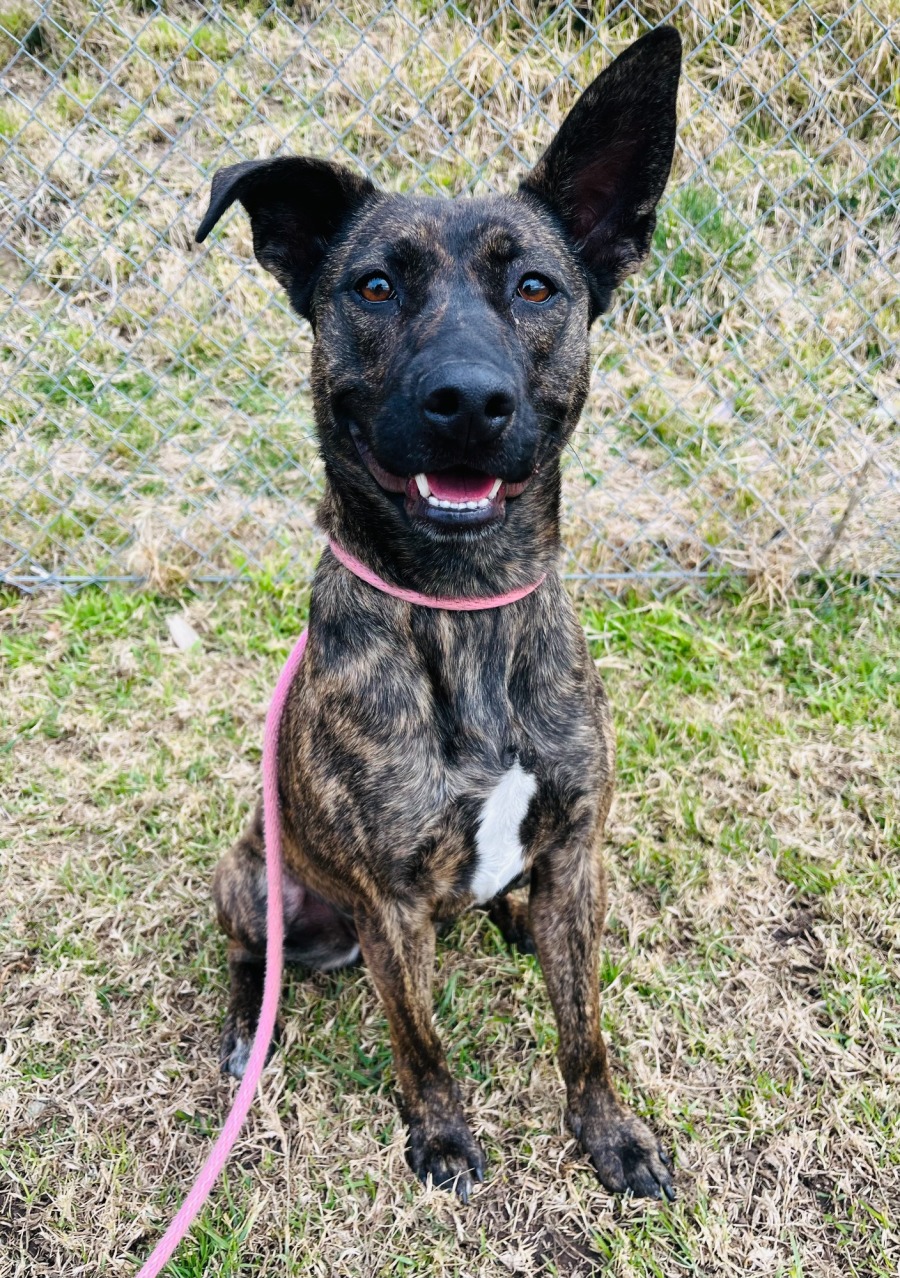 Tilly - Medium Female American Staffordshire Terrier Mix Dog in NSW - PetRescue