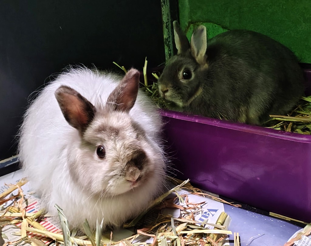 Maltesers (bonded To Jaffa) - Female Dwarf Mix Rabbit in VIC - PetRescue