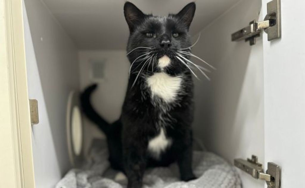 Boujee - Male Domestic Short Hair Mix Cat in VIC - PetRescue