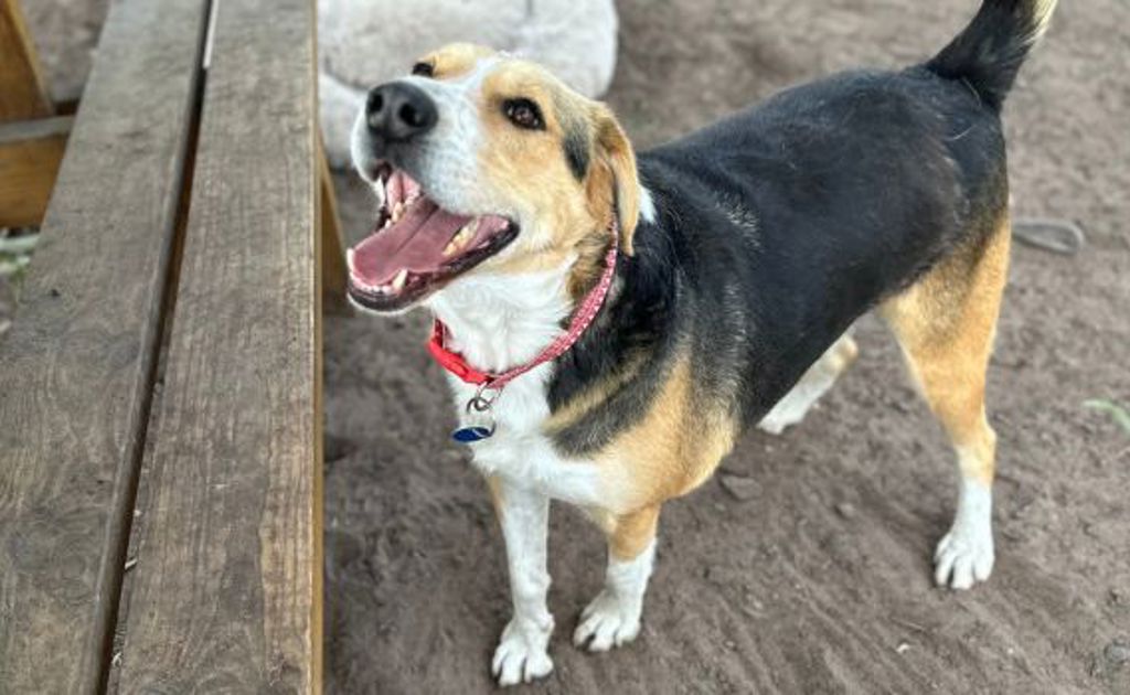 Logan - Large Male Kelpie x Siberian Husky Mix Dog in VIC - PetRescue