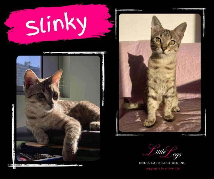 Slinky - Male Domestic Short Hair (DSH) Cat in QLD - PetRescue