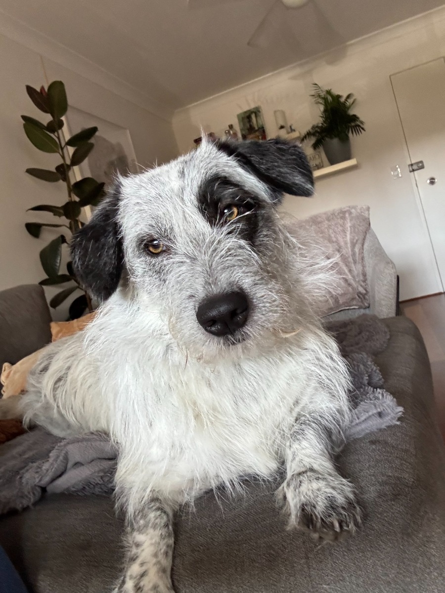 Pearly - Small Female Mixed breed Dog in NSW - PetRescue