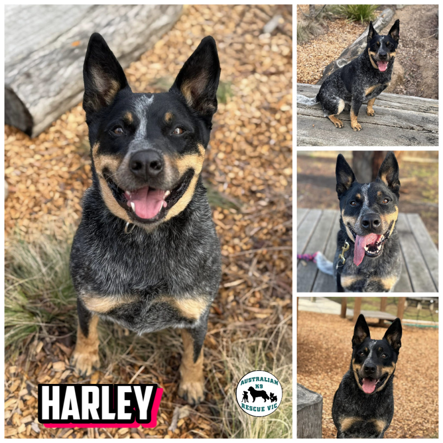 Harley - Medium Male Australian Cattle Dog Dog in VIC - PetRescue
