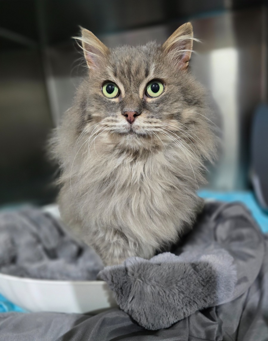 Prince - Male Domestic Long Hair (DLH) Cat in VIC - PetRescue