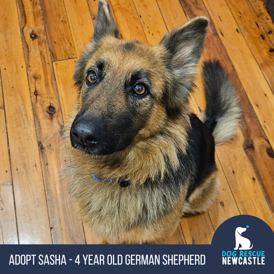 Sasha - 4 Year Old German Shepherd - Medium Female German Shepherd Dog Dog in NSW - PetRescue