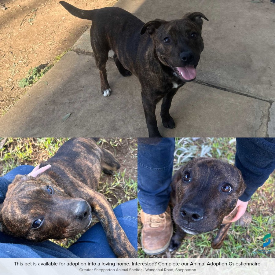 Lainey - Medium Female Staffordshire Bull Terrier Dog in VIC - PetRescue