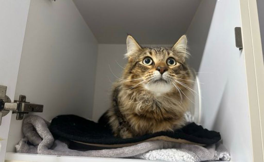 Riccardo - Male Domestic Medium Hair Mix Cat in VIC - PetRescue