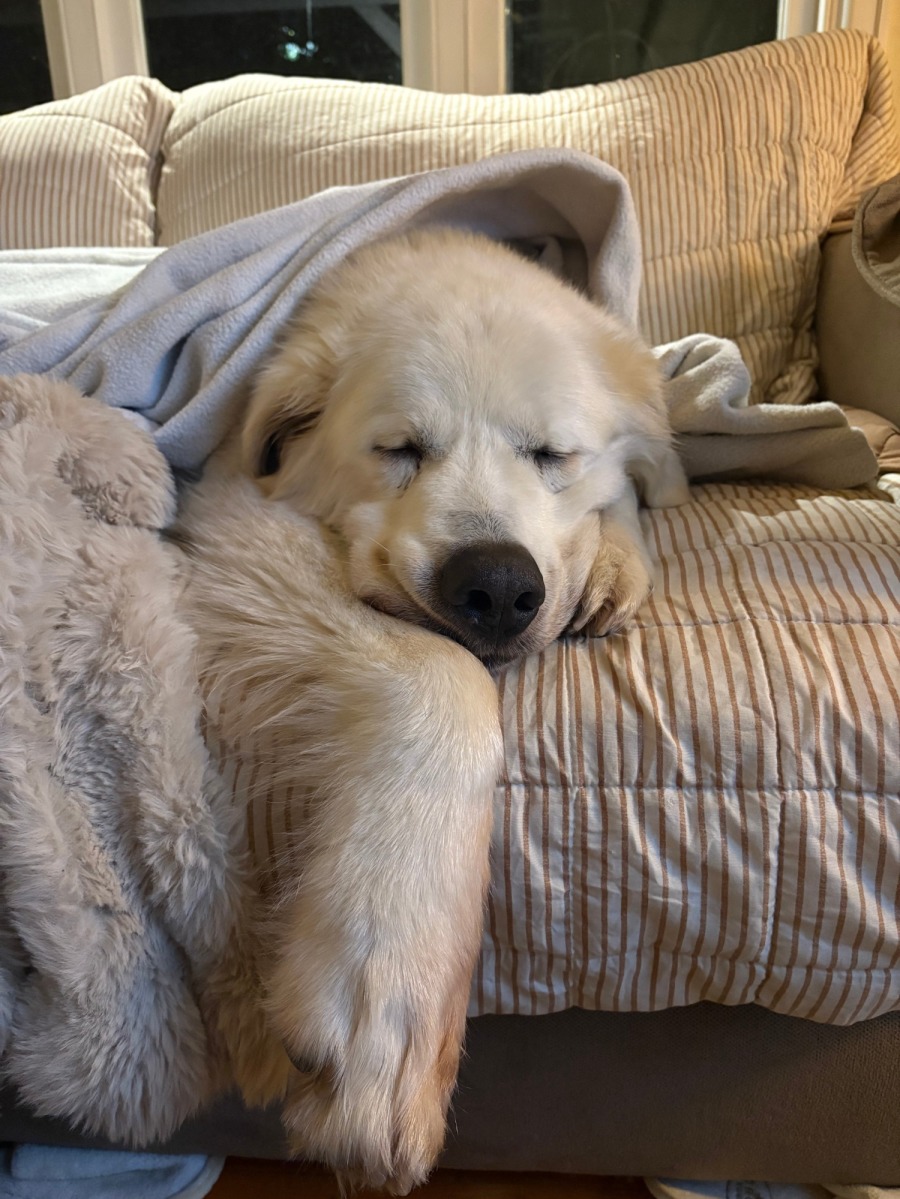Mello - Large Male Maremma Sheepdog Dog in VIC - PetRescue