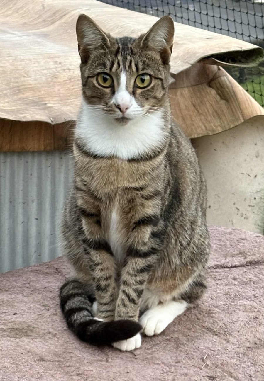 Milly - Female Domestic Short Hair (DSH) Cat in NSW - PetRescue