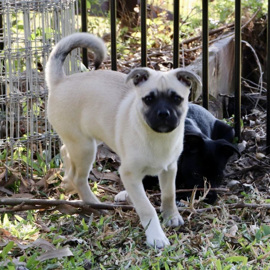 Rex - Medium Male Pug Mix Dog in QLD - PetRescue