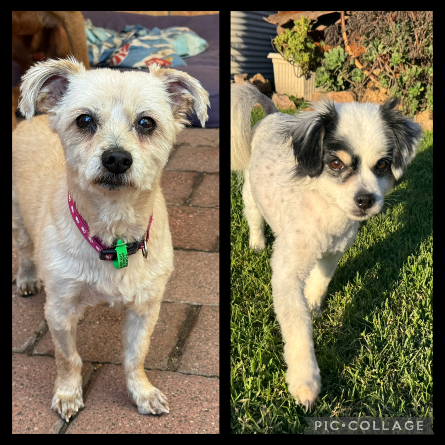 Betsy & Nigel - Small Female Maltese x Papillon Mix Dog in VIC - PetRescue