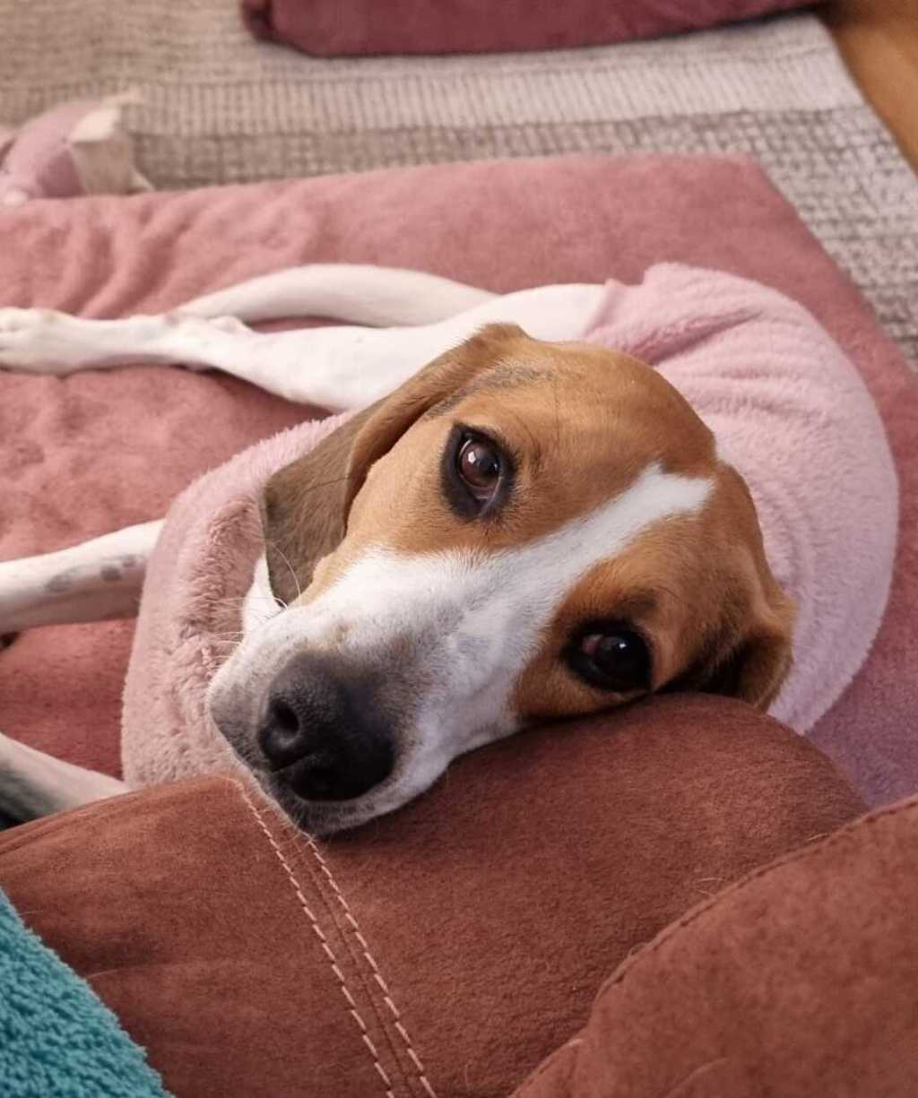 Darla - Large Female Coonhound x Spaniel Mix Dog in NSW - PetRescue