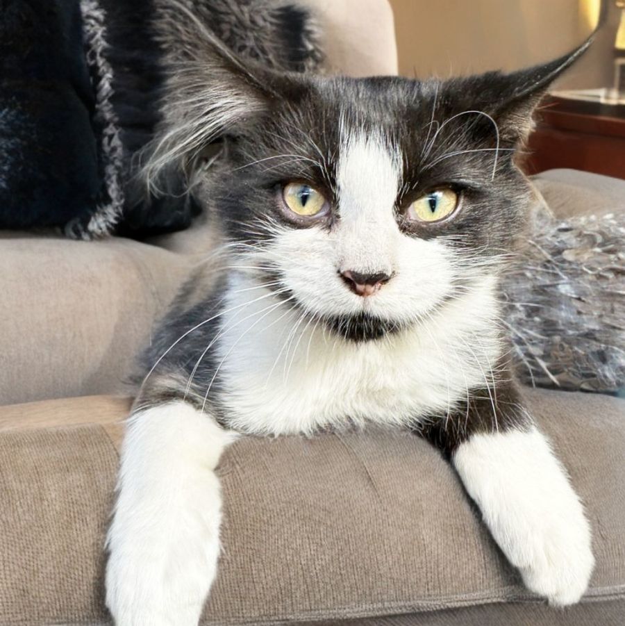 Pan - Male Domestic Medium Hair (DMH) Cat in VIC - PetRescue