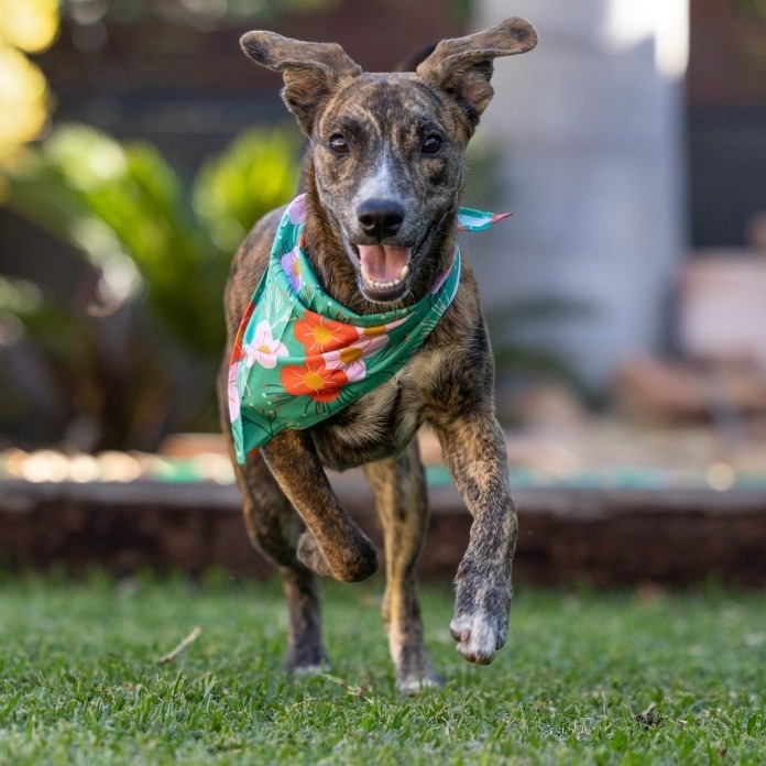 Suki - Medium Female Mixed Breed x Mixed breed Dog in WA - PetRescue