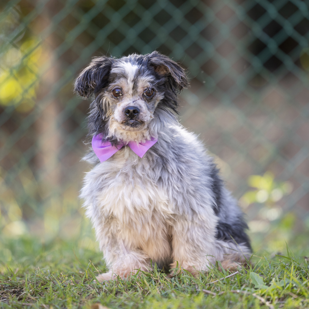 Izzy - Small Female Maltese Mix Dog in QLD - PetRescue