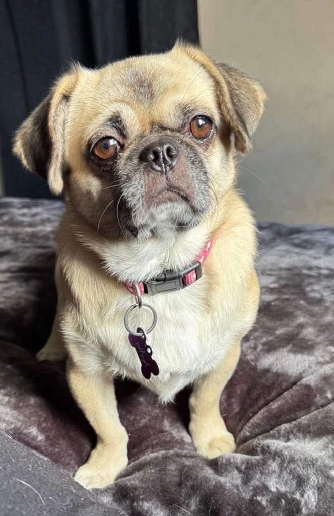 Molly - Small Female Pug Mix Dog in QLD - PetRescue