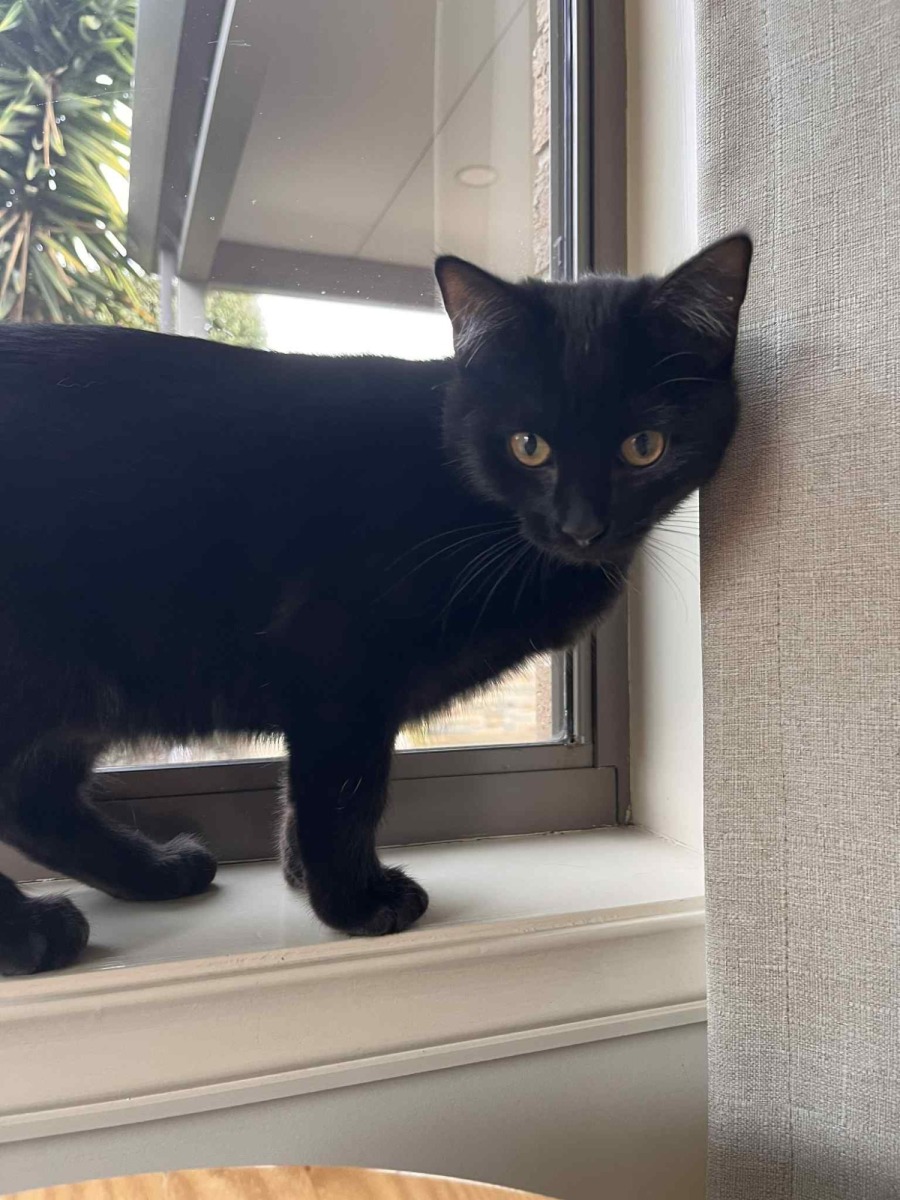 Lippy - Female Domestic Short Hair (DSH) Cat in VIC - PetRescue