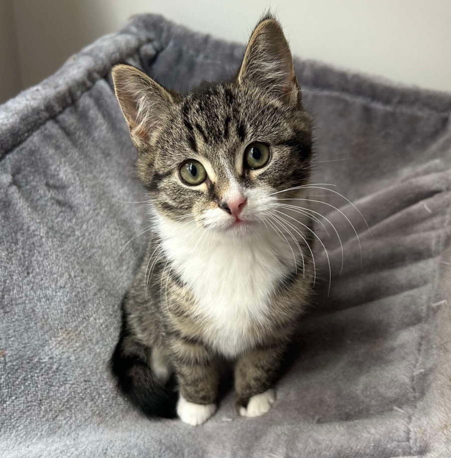 Crumble - Male Domestic Short Hair (DSH) Cat in VIC - PetRescue