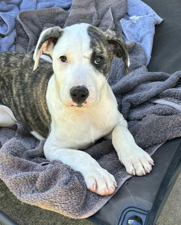 Narla (P7) - Large Female Neapolitan Mastiff x Mixed breed Mix Dog in ...