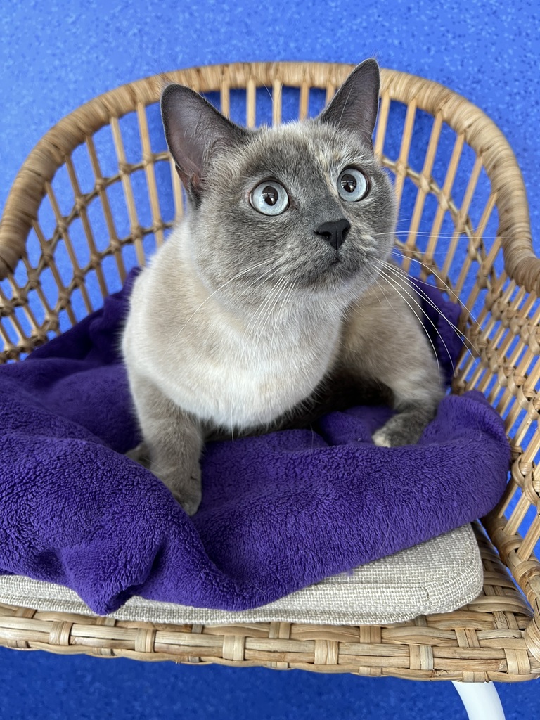 Ivy - Female Layanese Mix Cat in QLD - PetRescue