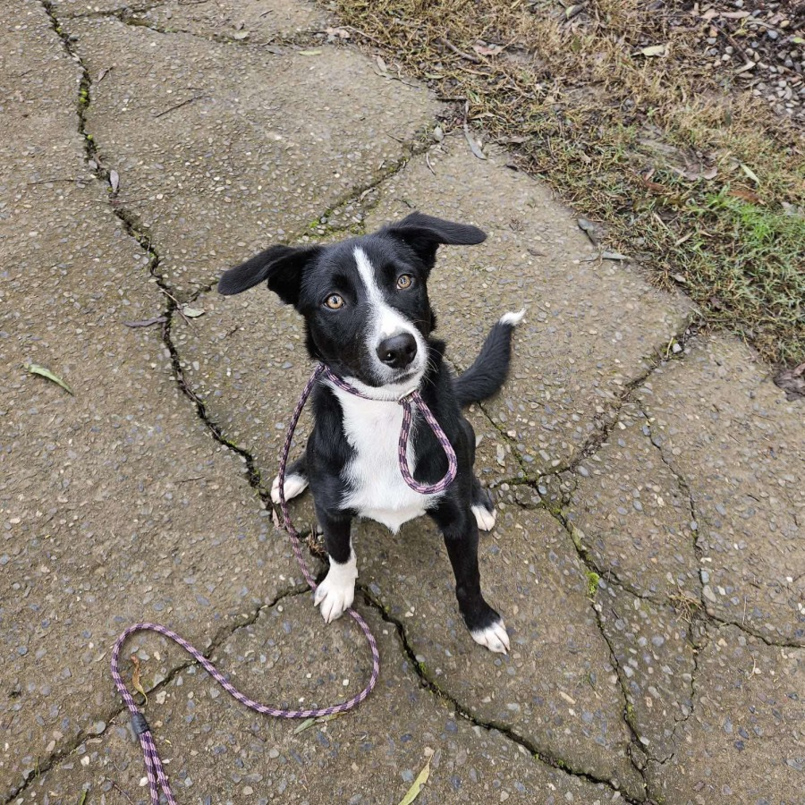 Freya - Medium Female Border Collie Dog in NSW - PetRescue