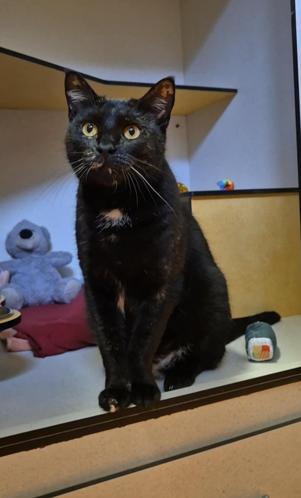 RSPCA Noosa - PetRescue