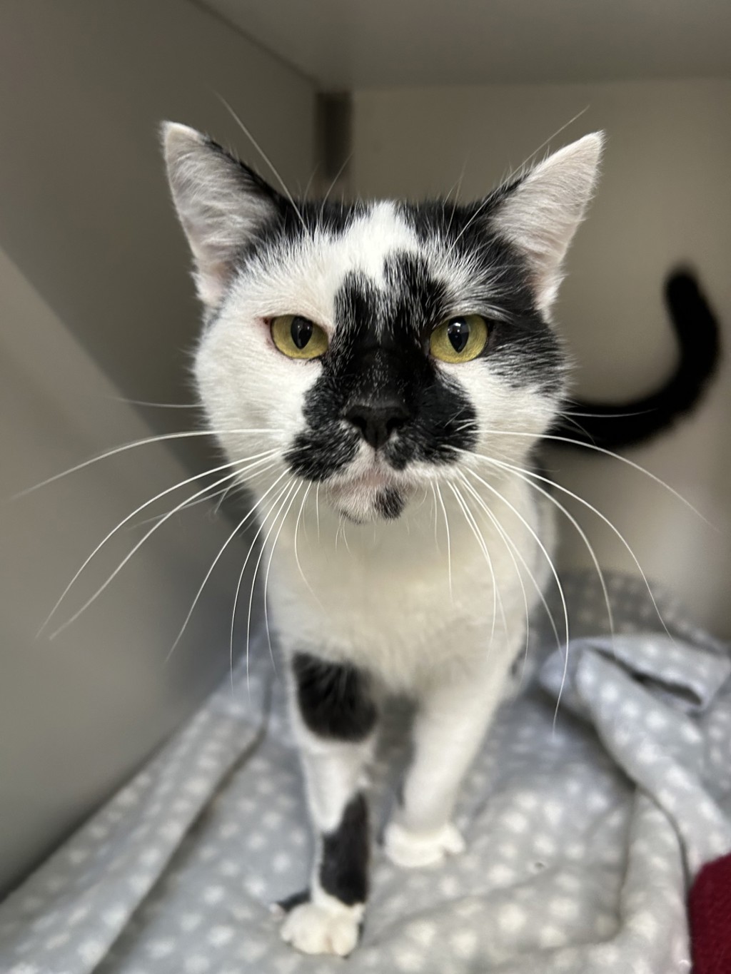 Pongo - Male Domestic Short Hair Cat in VIC - PetRescue