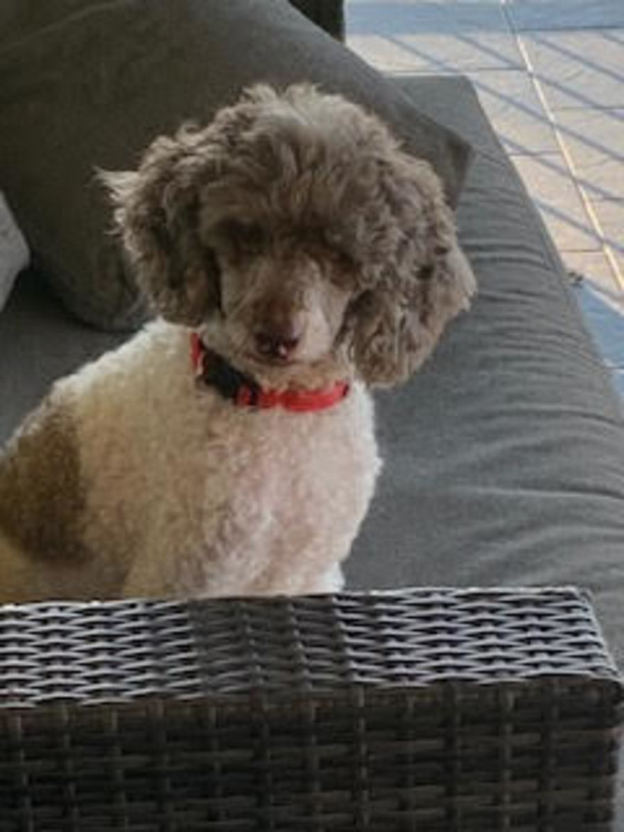 Trip - 6 Year Old Miniature Poodle - Small Male Poodle (Miniature) Dog ...