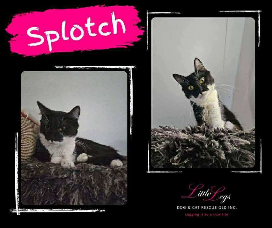 Splotch - Female Domestic Short Hair (DSH) Cat in QLD - PetRescue
