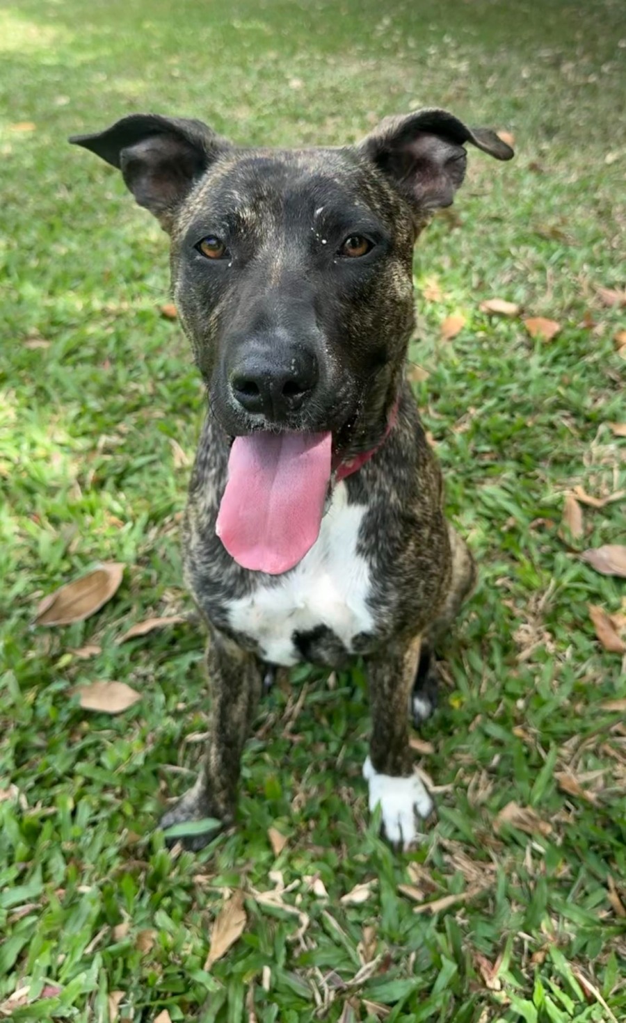 Winnie - Medium Female American Staffordshire Terrier Mix Dog in QLD - PetRescue