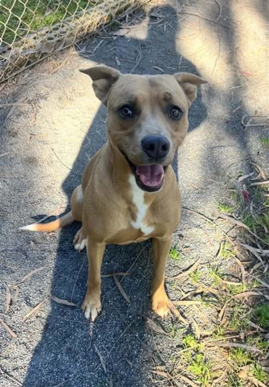 Yarra - Medium Female Staffordshire Bull Terrier Mix Dog in NSW - PetRescue