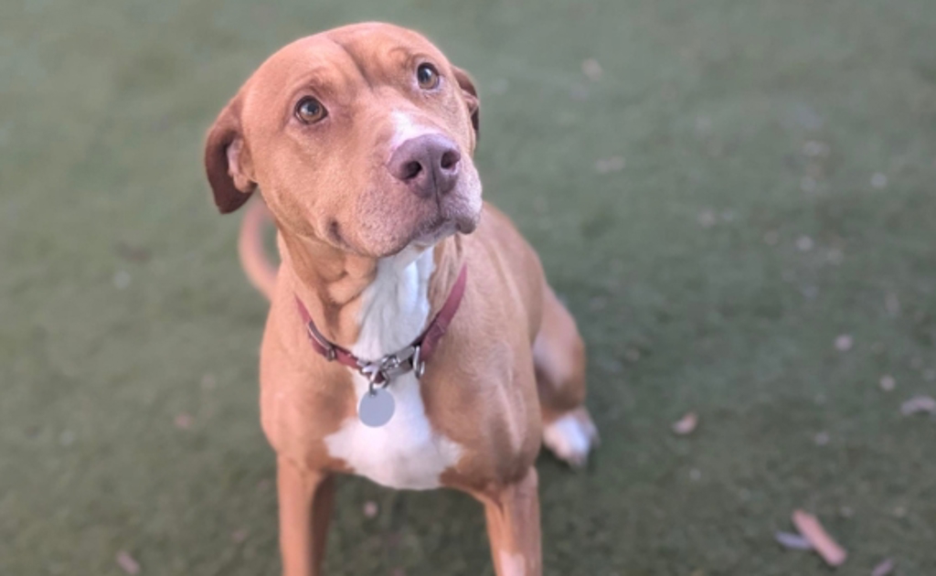 Ruby - Large Female Rhodesian Ridgeback x American Staffy Mix Dog in ...