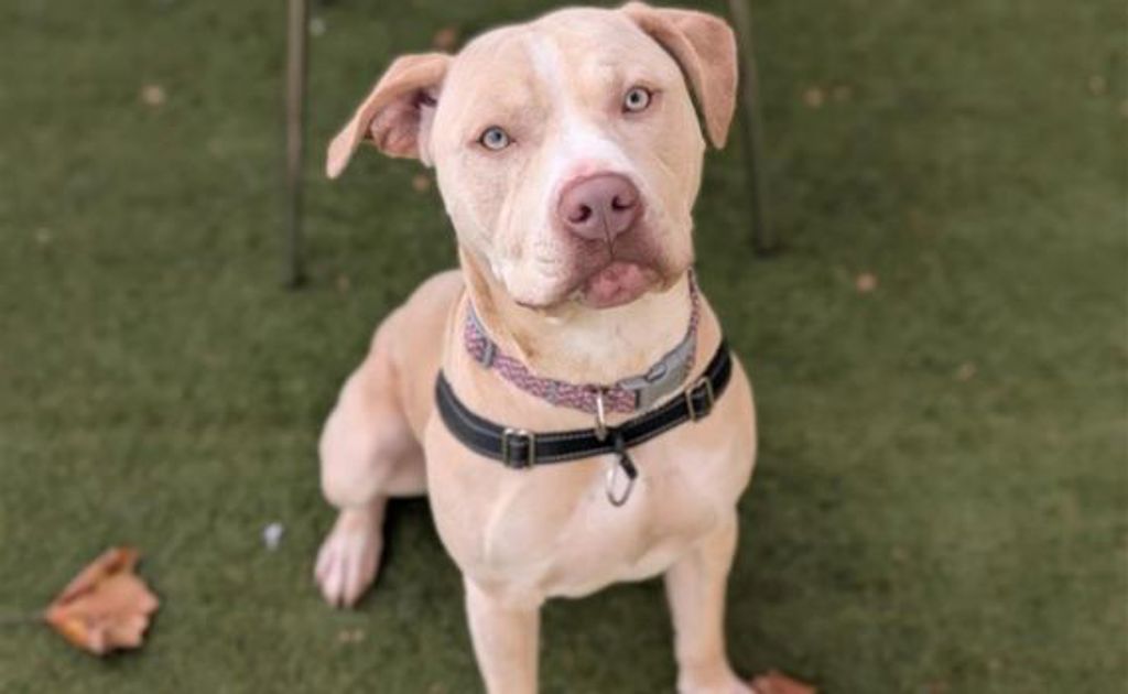 Lorenzo-Steel - Large Male American Staffy Mix Dog in VIC - PetRescue