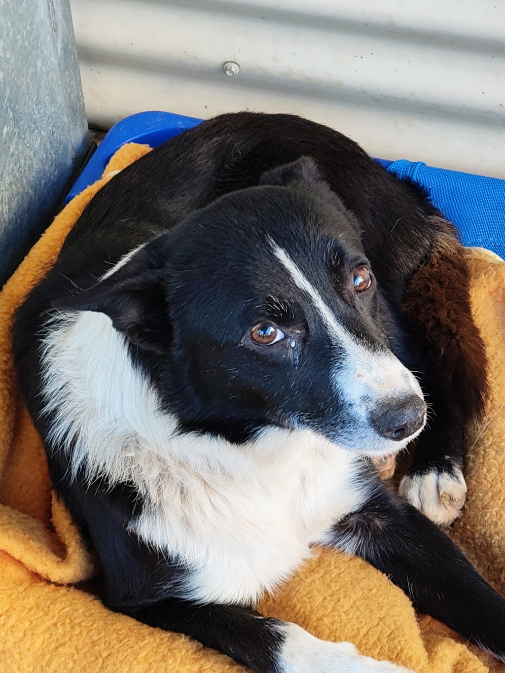 Zapper - Medium Male Border Collie Mix Dog in VIC - PetRescue