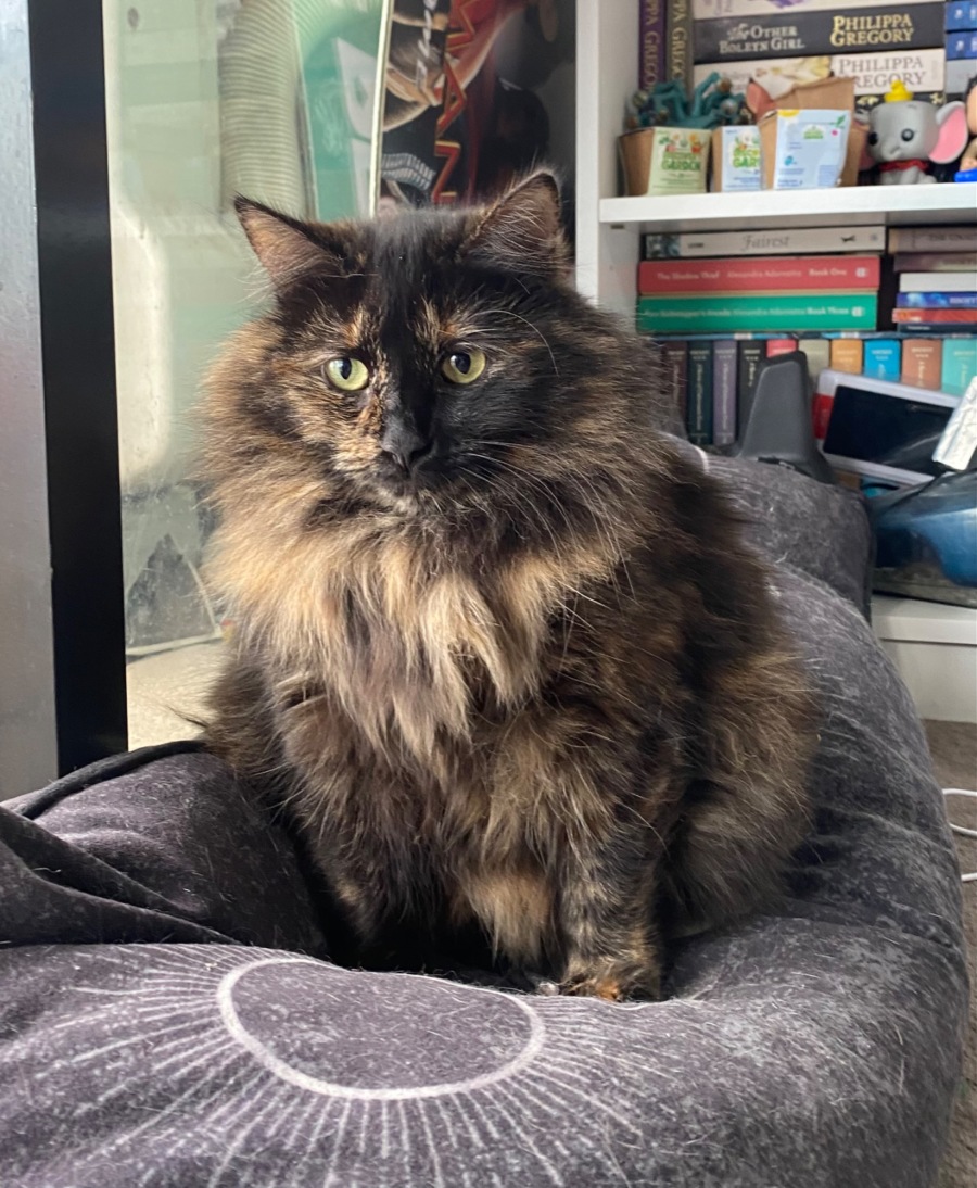 Tina **2nd Chance Cat Rescue** - Female Domestic Long Hair (DLH) Cat in ...