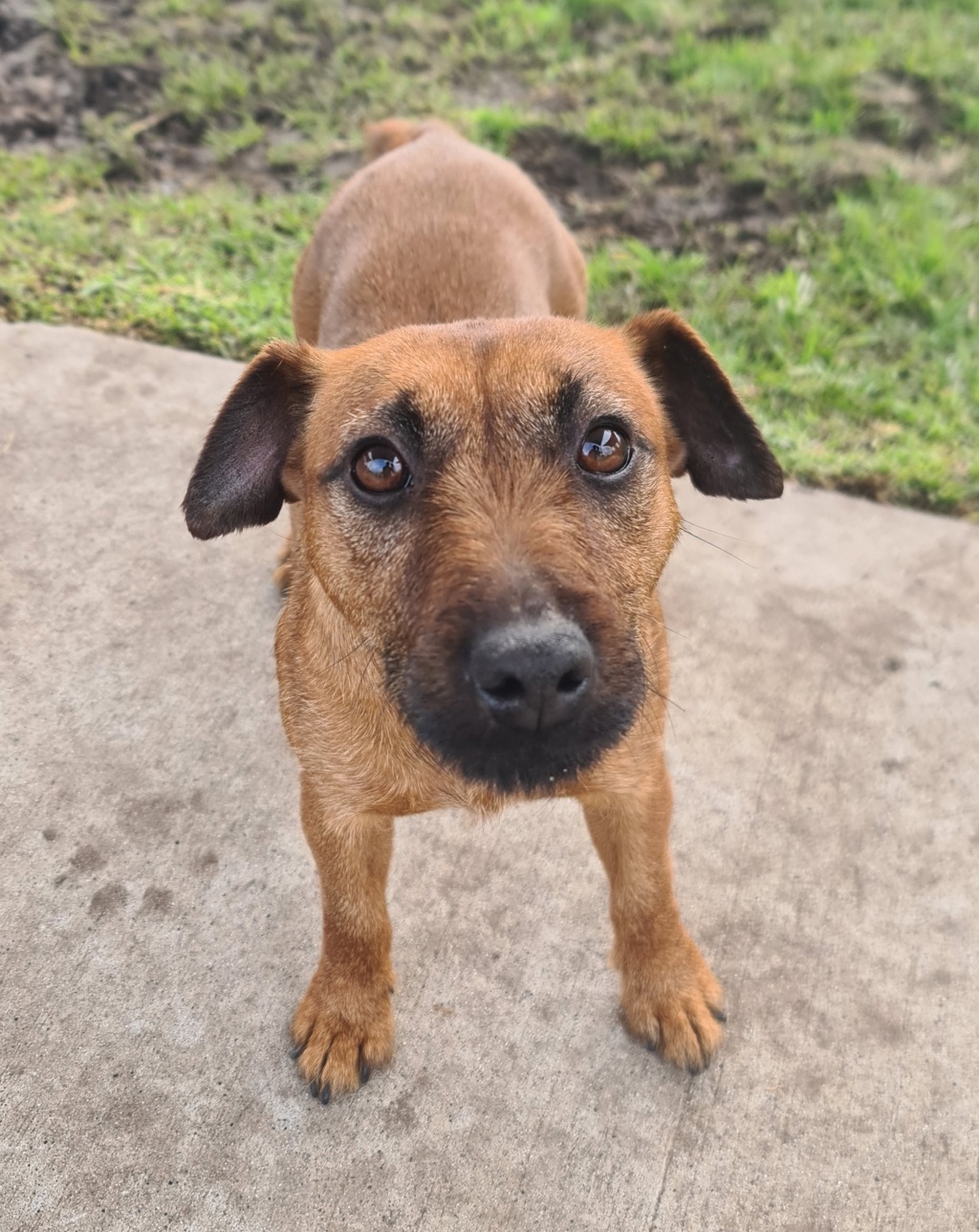 Juliet - Small Female Wirehaired Jack Russell Mix Dog in VIC - PetRescue