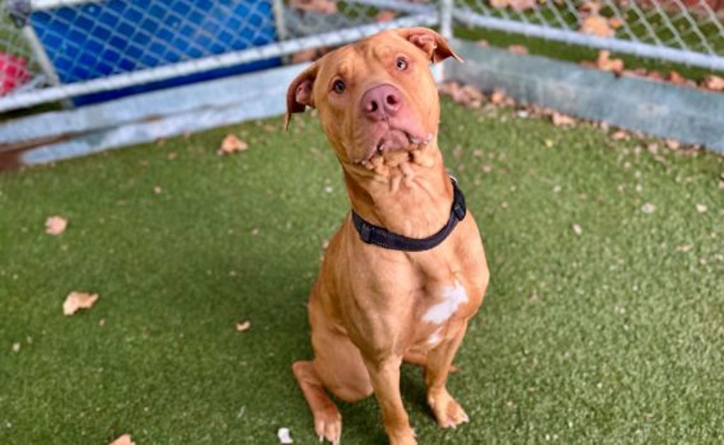 The Lost Dogs' Home - North Melbourne - PetRescue