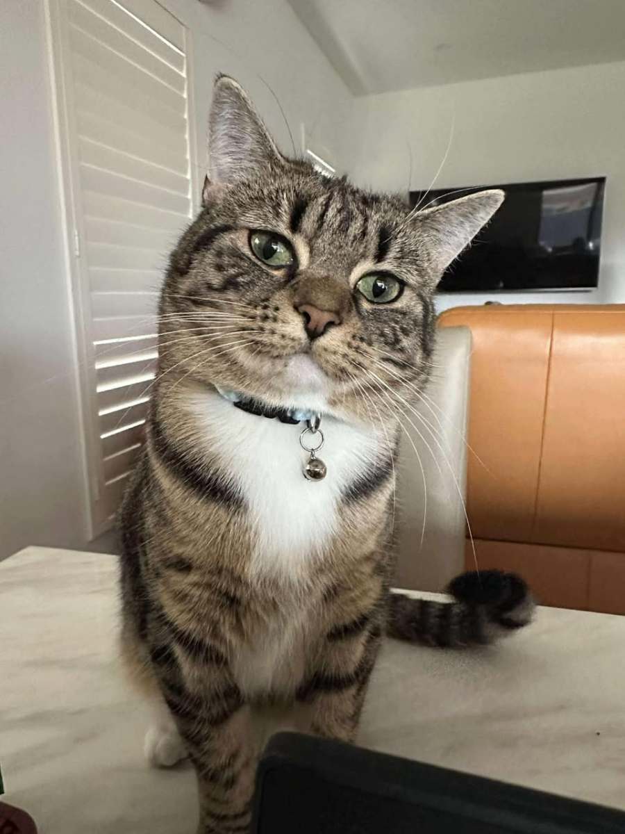 Ginger Ninja Animal Rescue - PetRescue