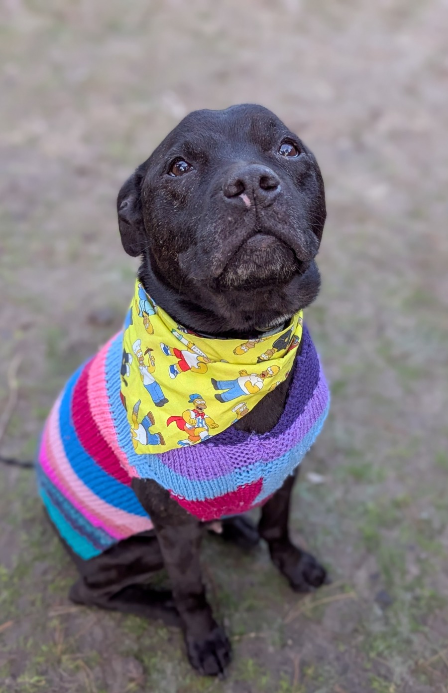 Polly - Medium Female Staffordshire Bull Terrier Dog in VIC - PetRescue